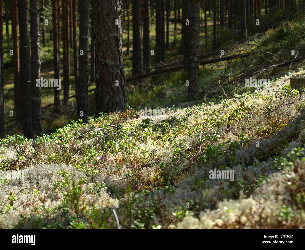 Northern forest hi-res stock photography and images - Alamy