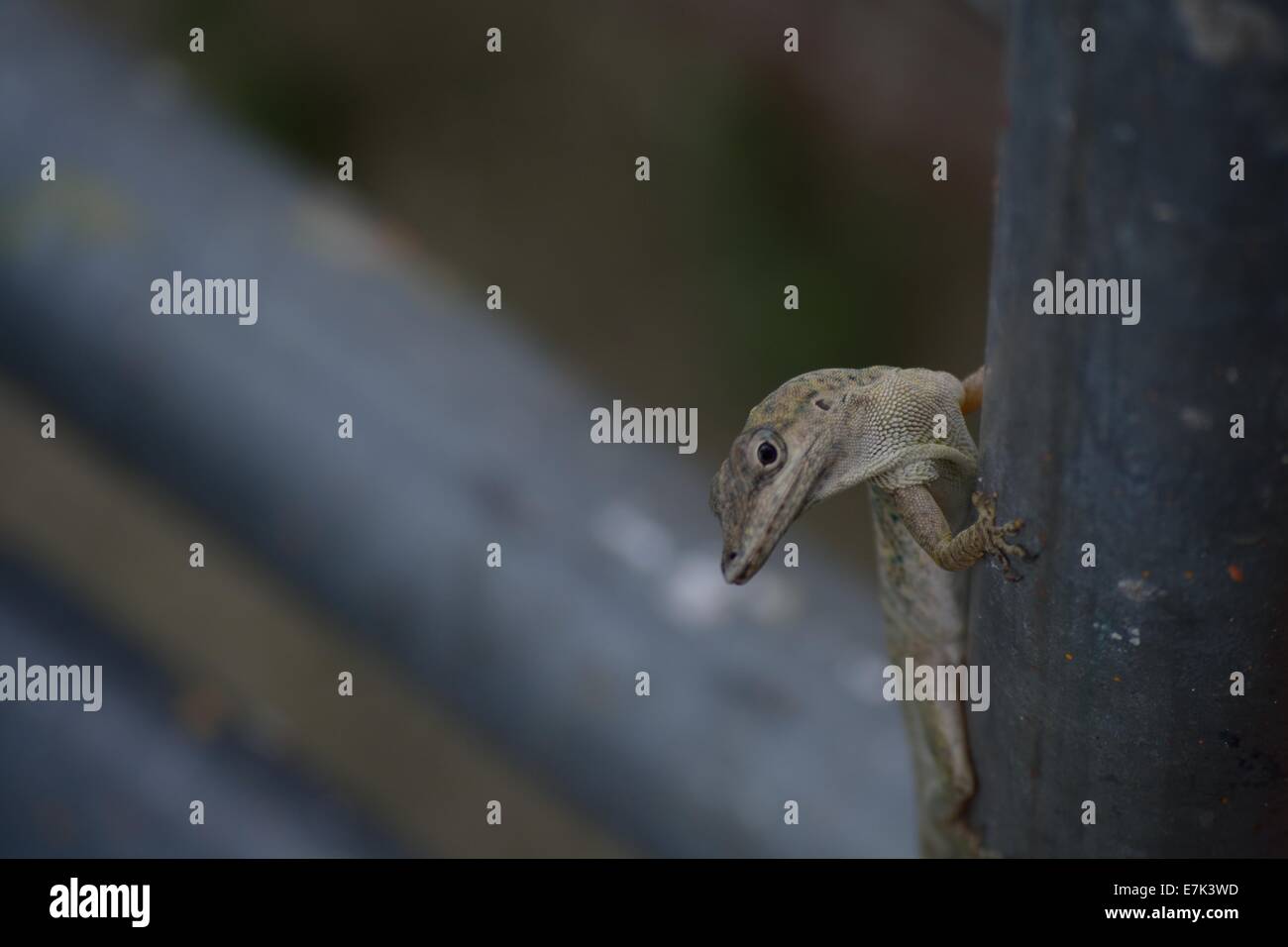 lizard climbing along a pipe Stock Photo - Alamy