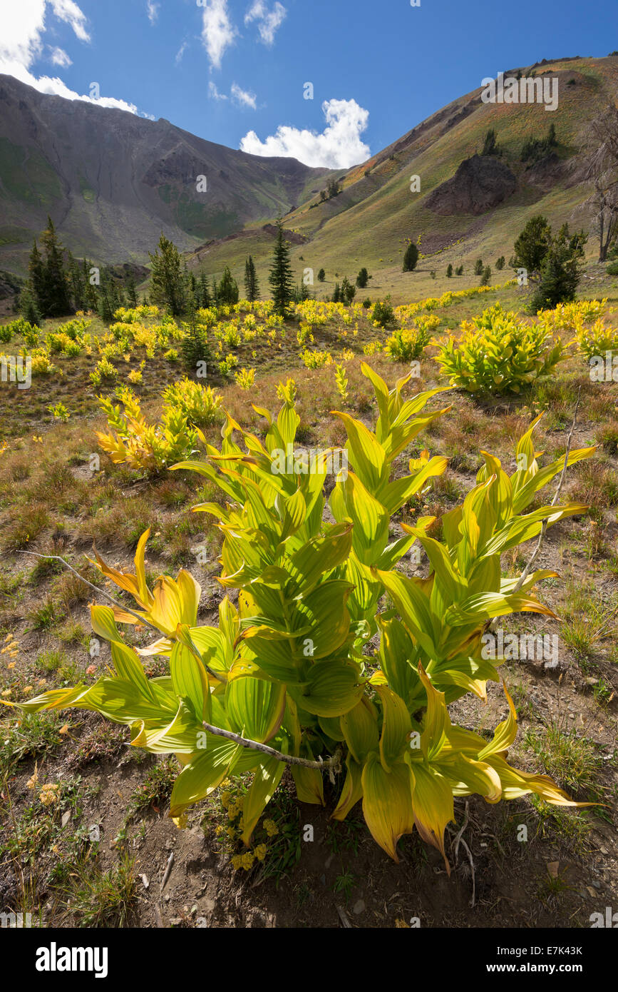 California corn lilies turning color in late summer, Wallowa Mountains ...