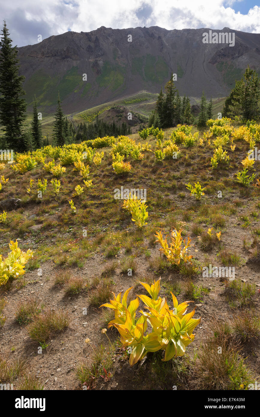 California corn lilies turning color in late summer, Wallowa Mountains ...