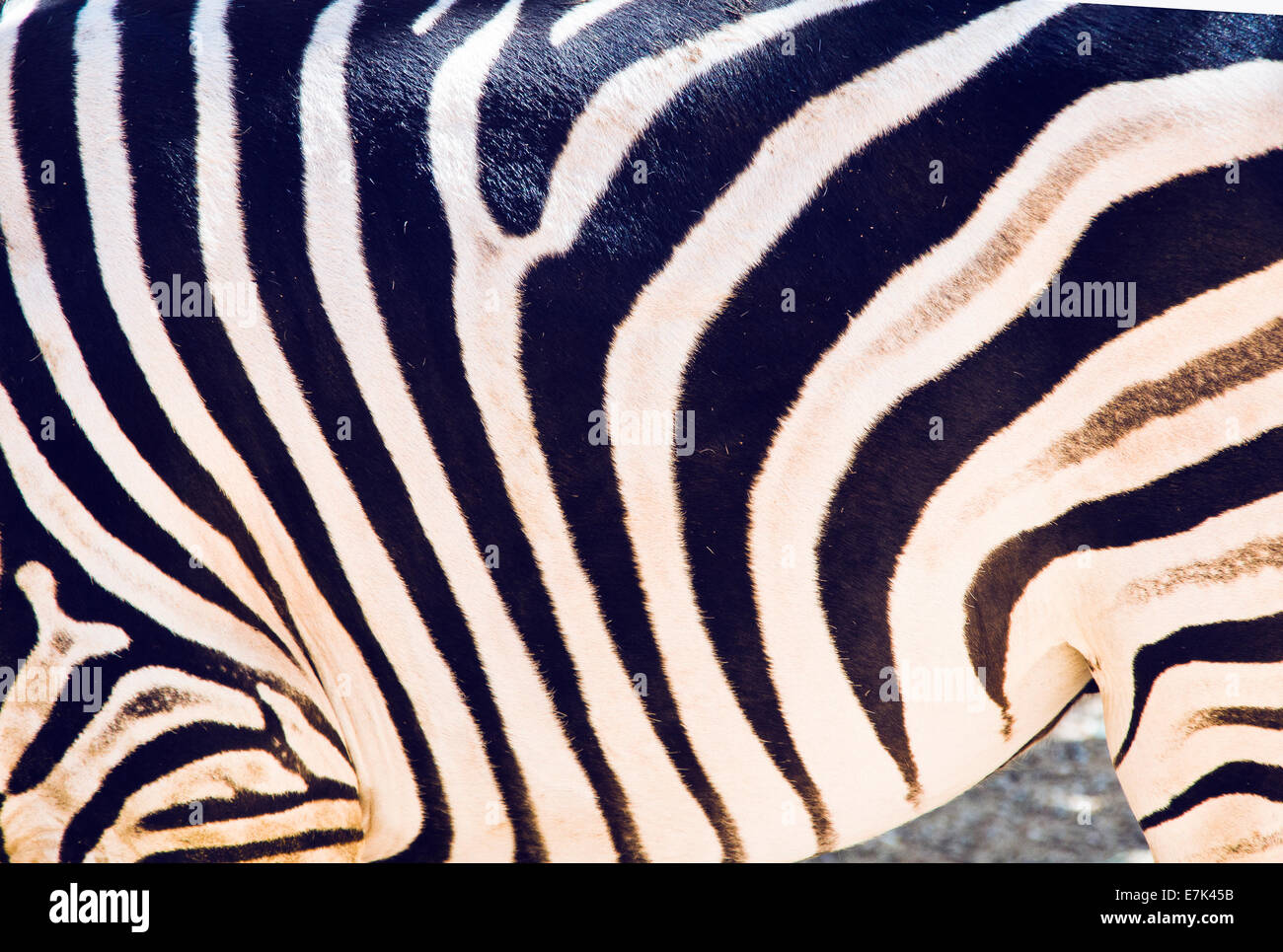 Zebr High Resolution Stock Photography and Images - Alamy