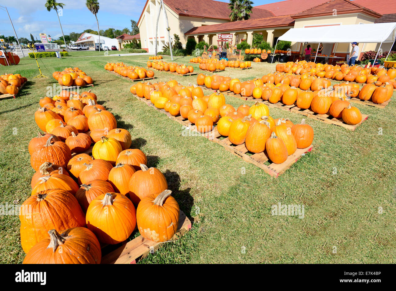 Orange color Pumpkin patch for Halloween Stock Photo - Alamy