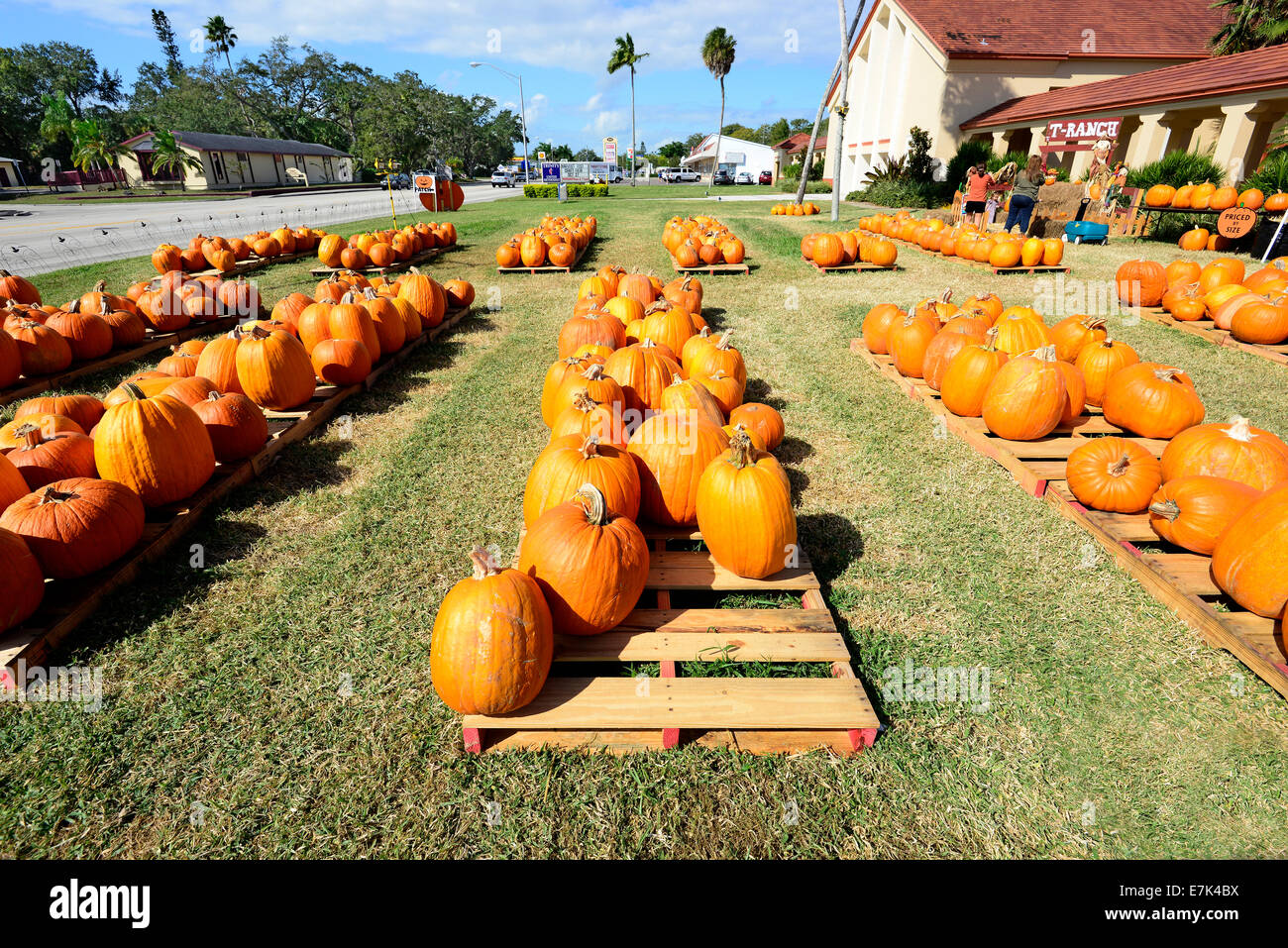 Orange color Pumpkin patch for Halloween Stock Photo - Alamy