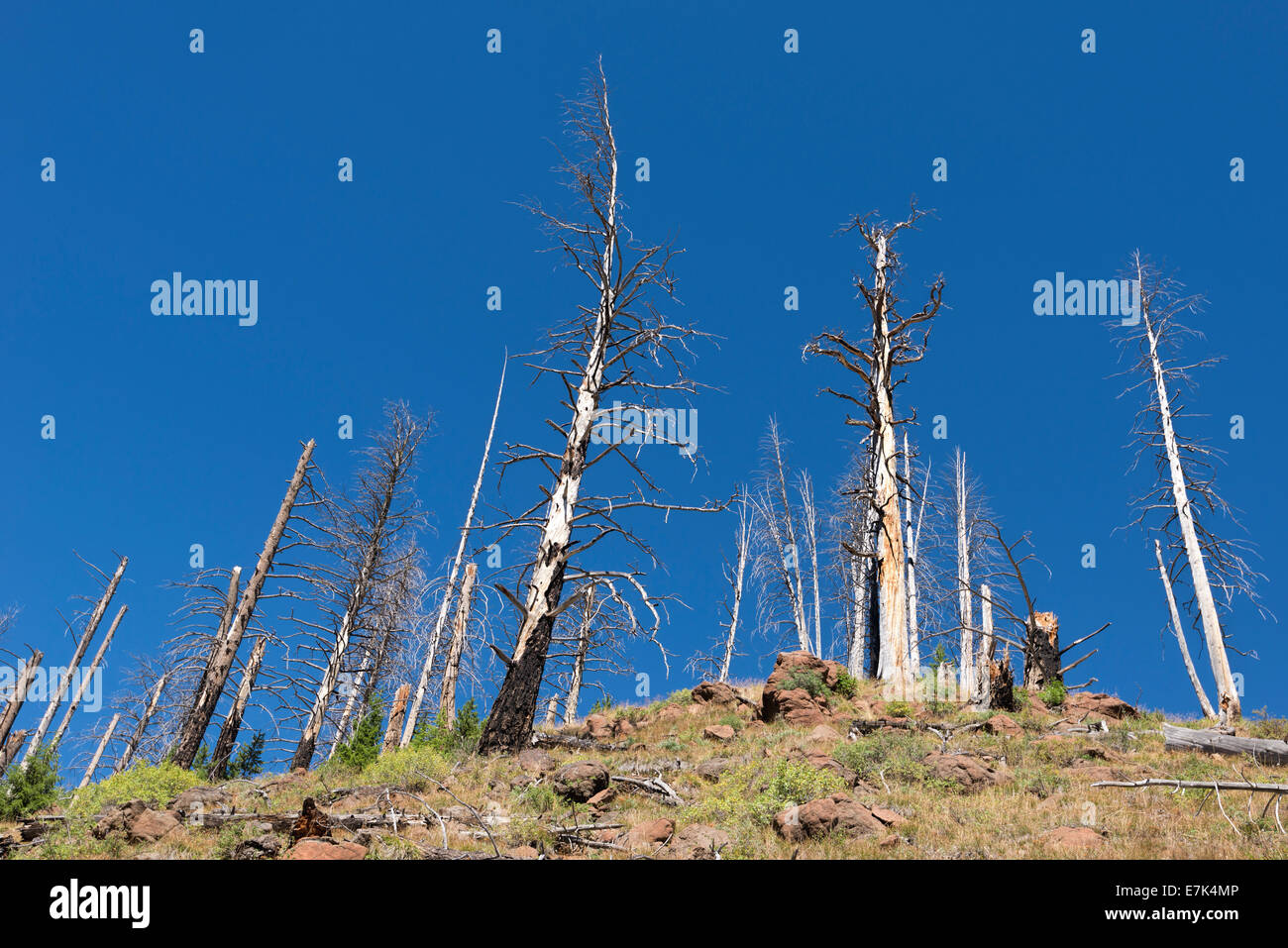 Trees killed in a forest fire in the Wallowa Mountains, Oregon Stock ...