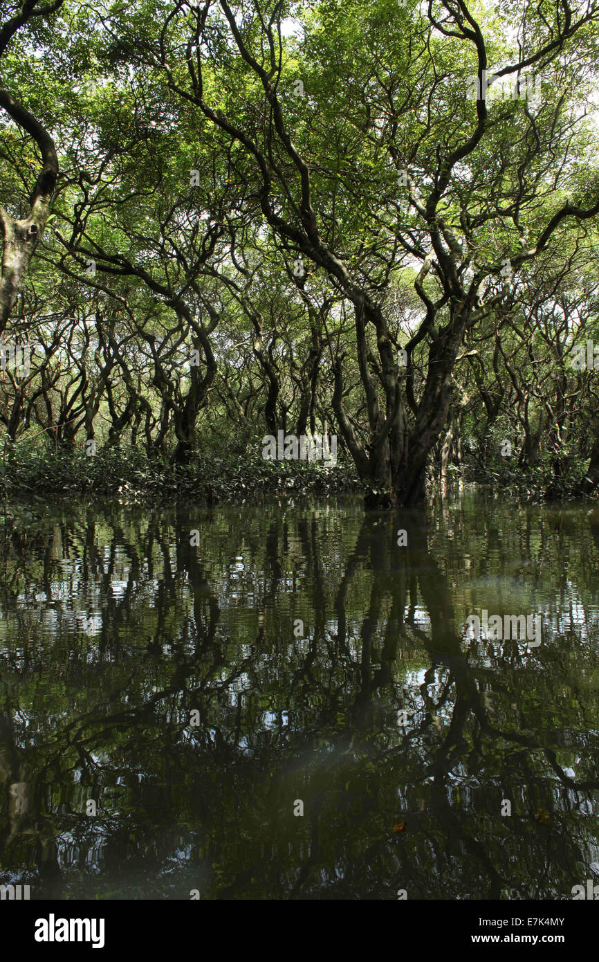 Pongamia tree hi-res stock photography and images - Alamy