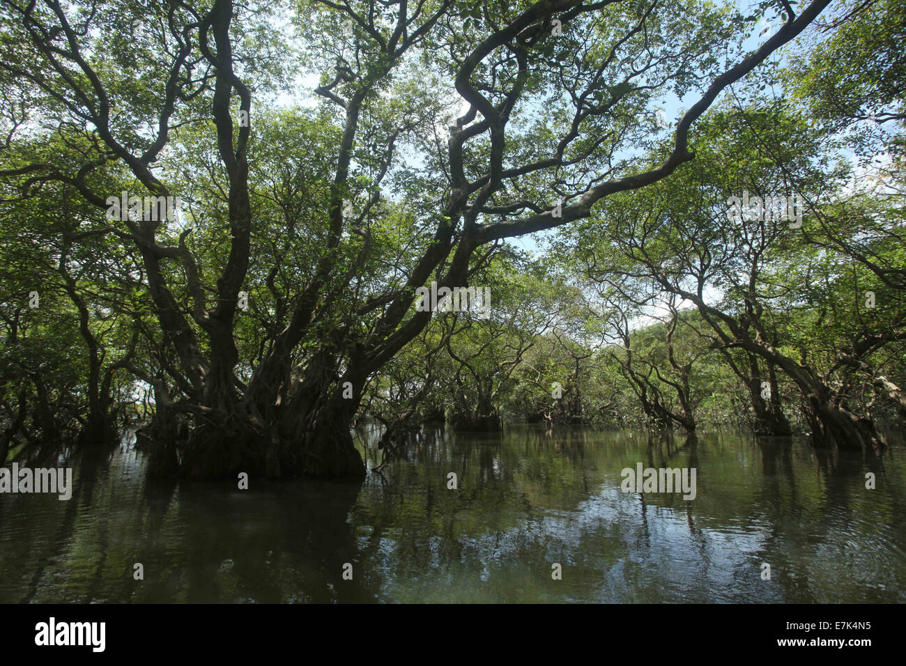 Sylhet, Bangladesh. 12th Sep, 2014. Ratargul Swamp Forest is a ...