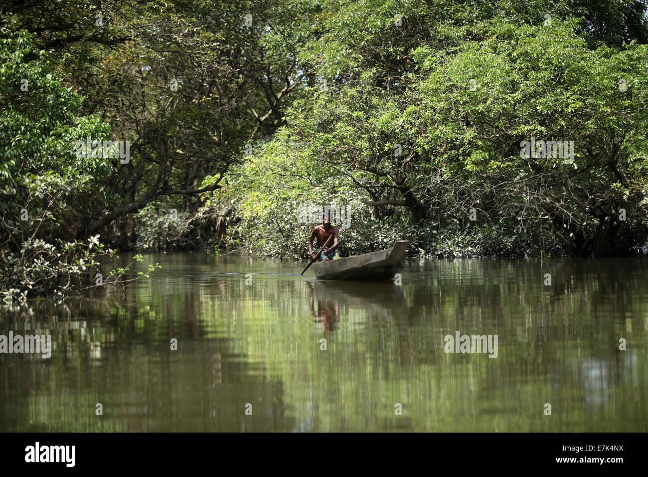 Freshwater swamp forest hi-res stock photography and images - Alamy