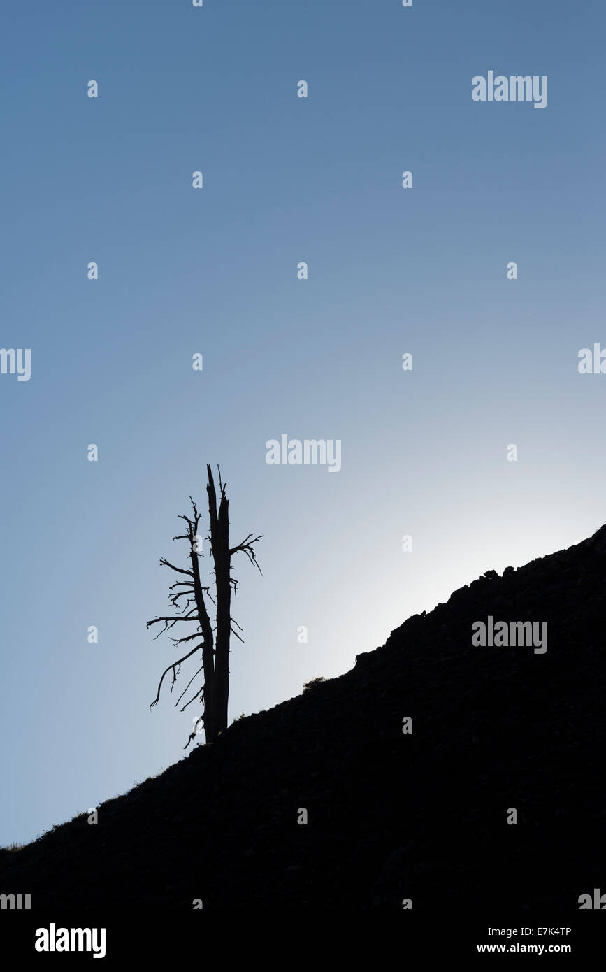 This tree is dead hi-res stock photography and images - Alamy