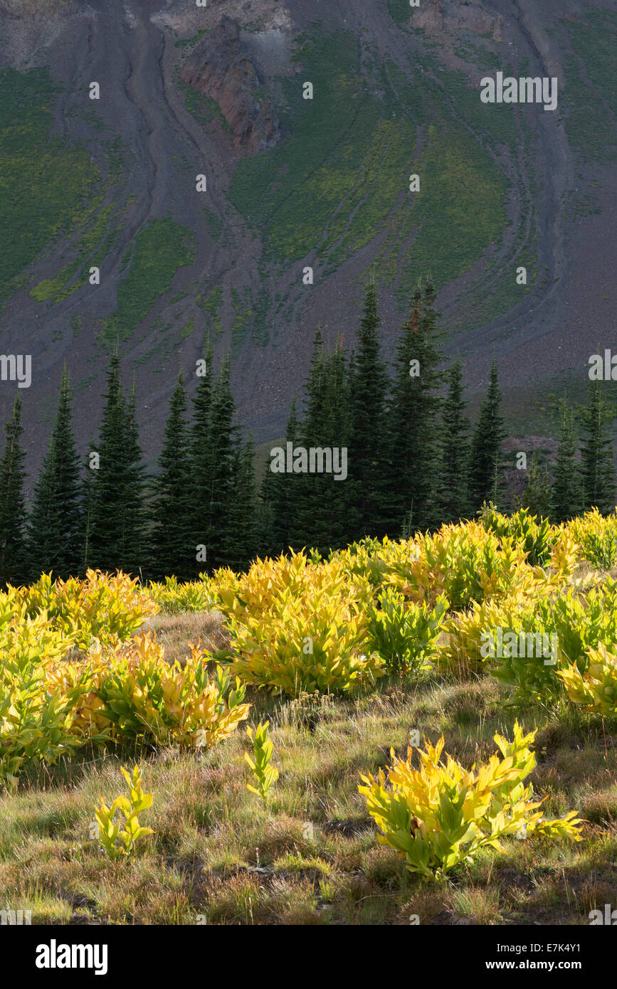 California corn lilies turning color in late summer, Wallowa Mountains ...