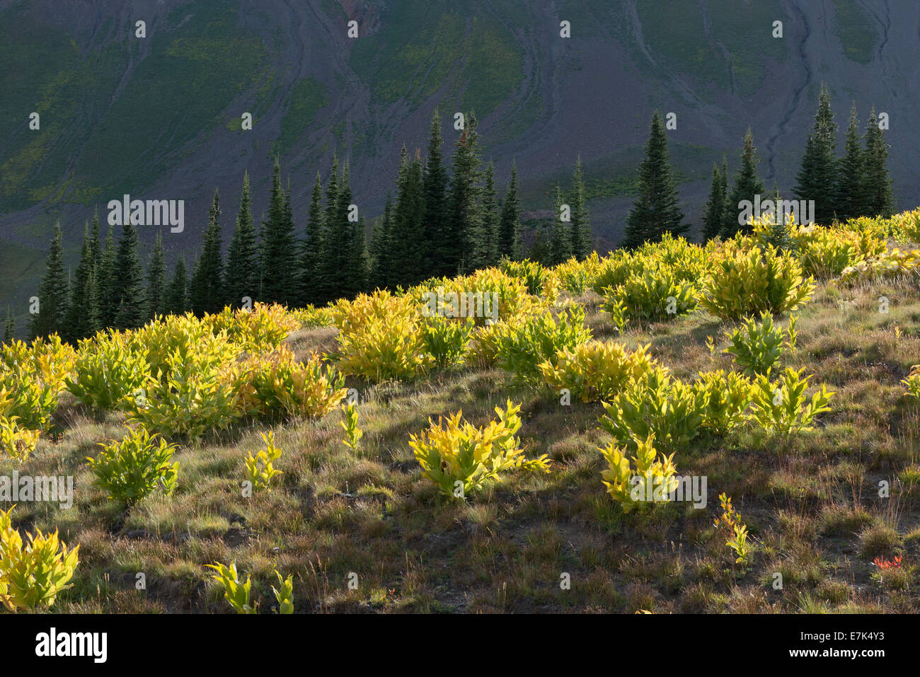 California corn lilies turning color in late summer, Wallowa Mountains ...