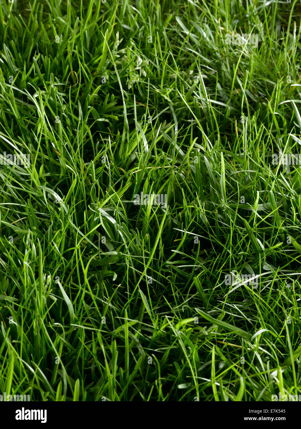 Filling the frame image hi-res stock photography and images - Alamy