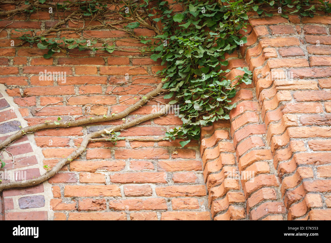 Red brick stone wall arch and ivy leaves green plants Stock Photo - Alamy
