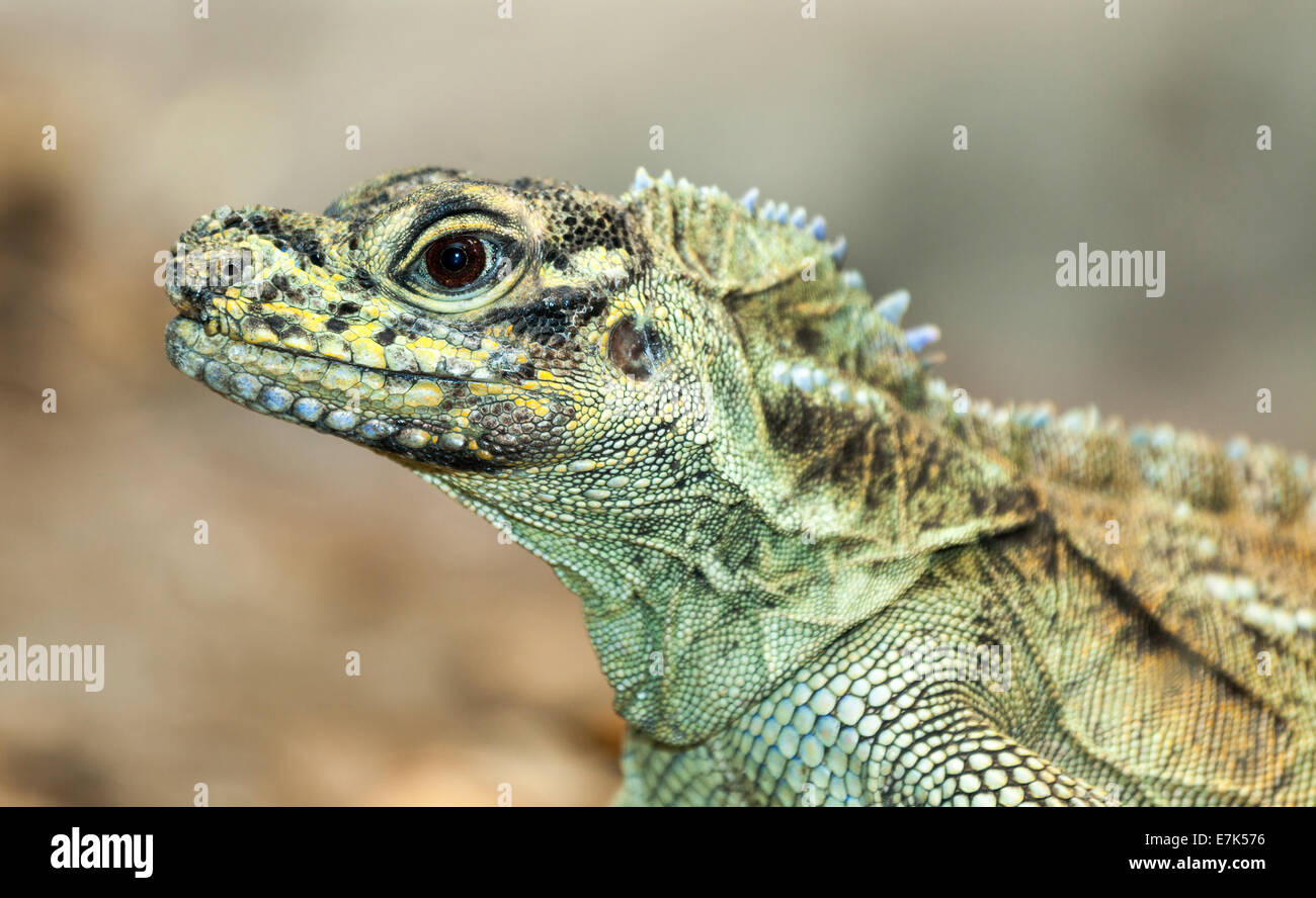 the iguana is a member of lizard family and can swim Stock Photo - Alamy