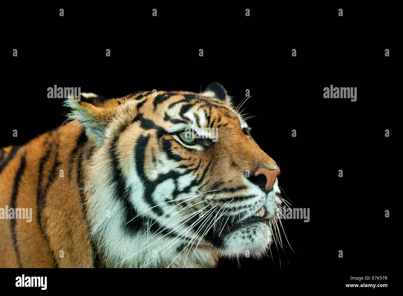 an alert tiger, one of the big cats, feared as maneater in India Stock ...