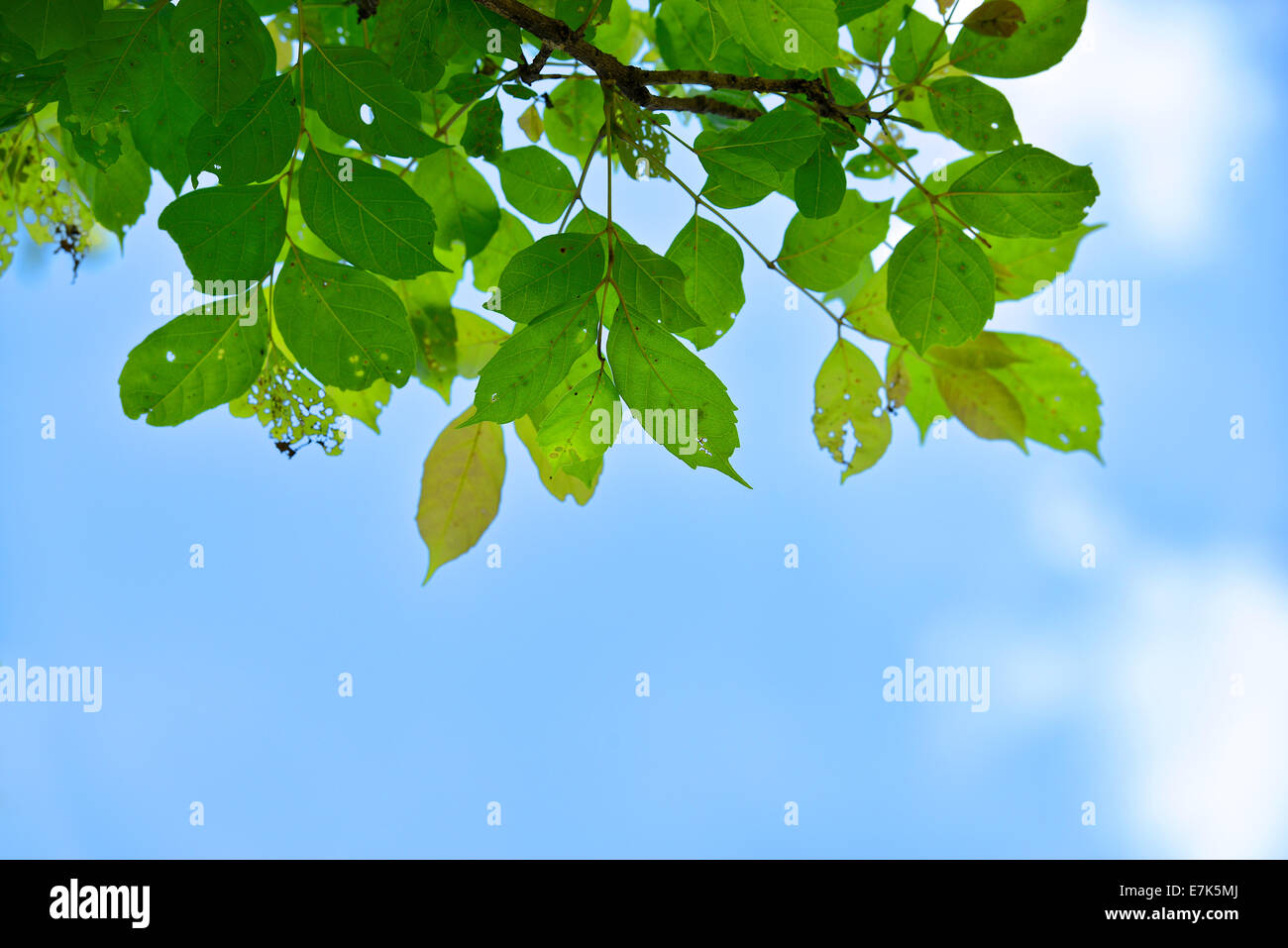 Leaves on blue sky background Stock Photo - Alamy