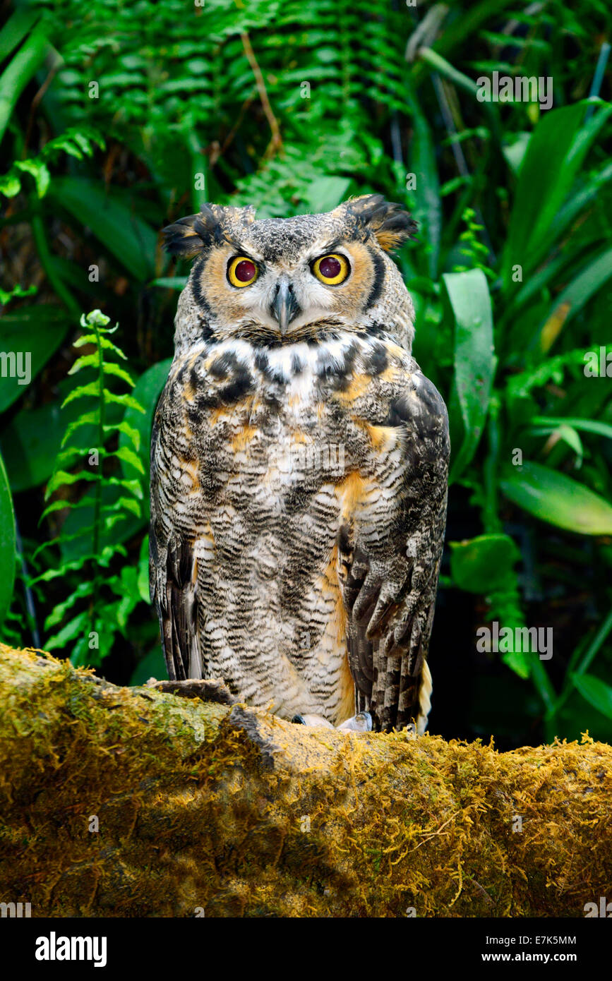 Environmental concealment hi-res stock photography and images - Alamy
