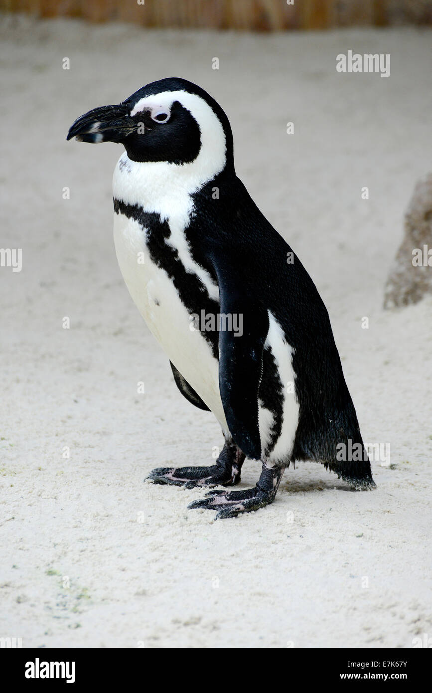 Penguin The Florida Aquarium Tampa FL US Stock Photo - Alamy