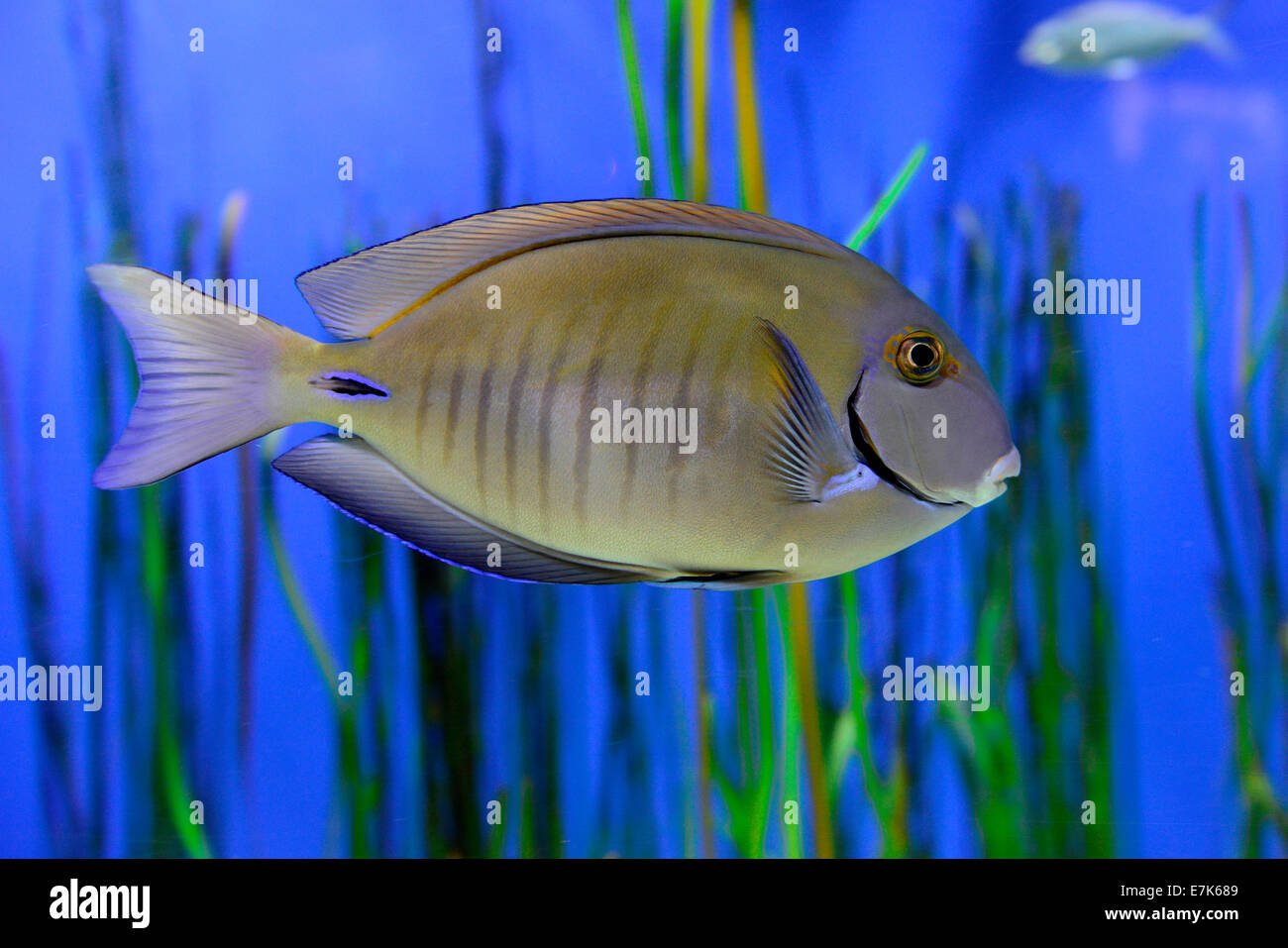 Fish Tank Display The Florida Aquarium Tampa FL US Stock Photo - Alamy