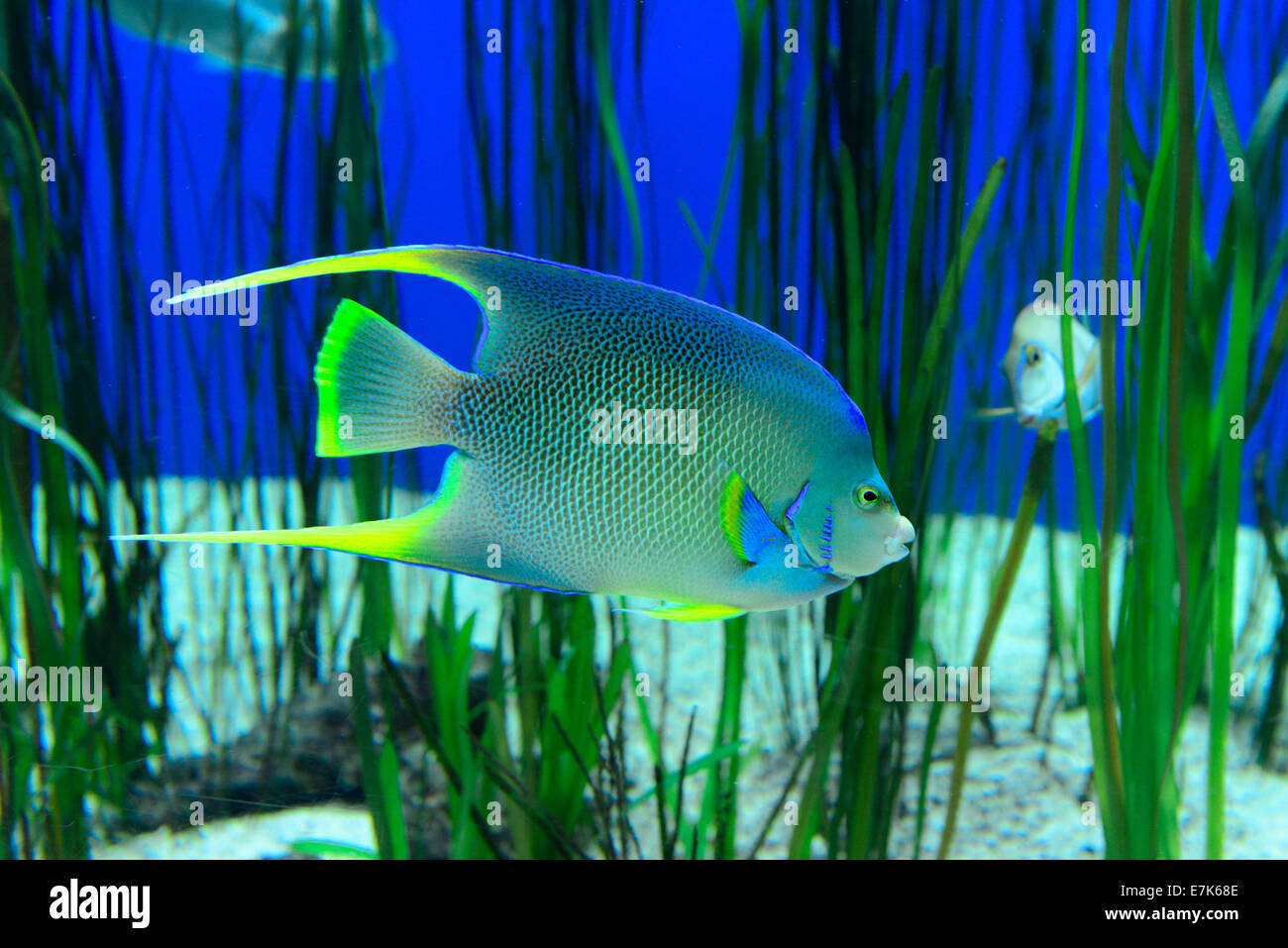 Fish Tank Display The Florida Aquarium Tampa FL US Stock Photo - Alamy