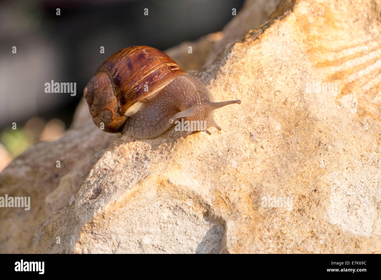 Shell garden hi-res stock photography and images - Alamy