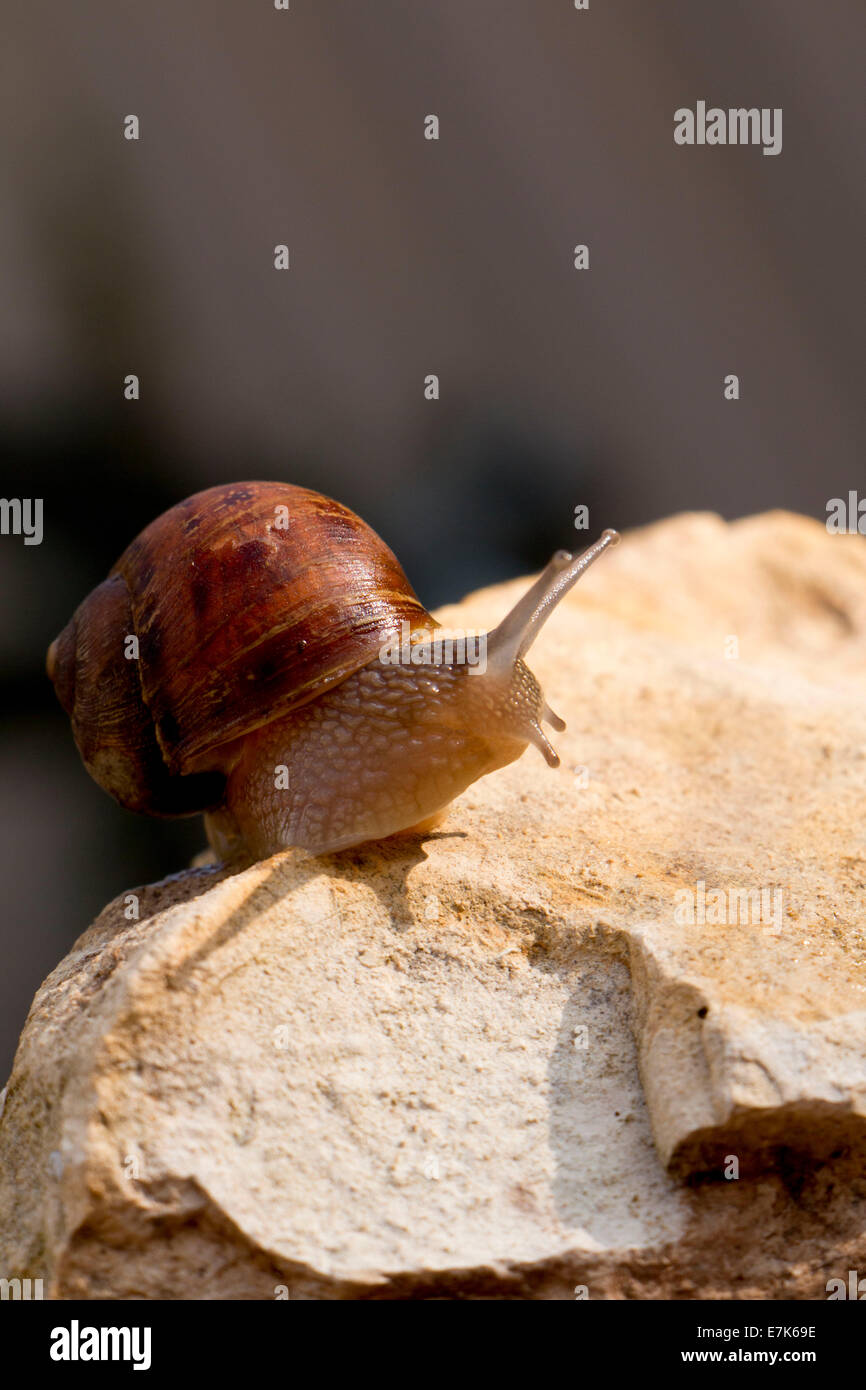 Garden snail on rock with shell fossil Stock Photo - Alamy