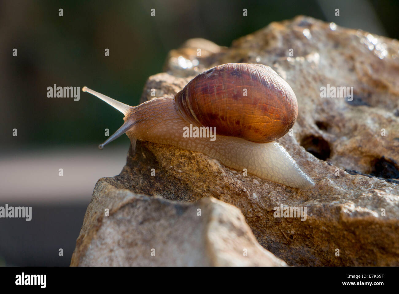 Fossil snail shell hi-res stock photography and images - Alamy