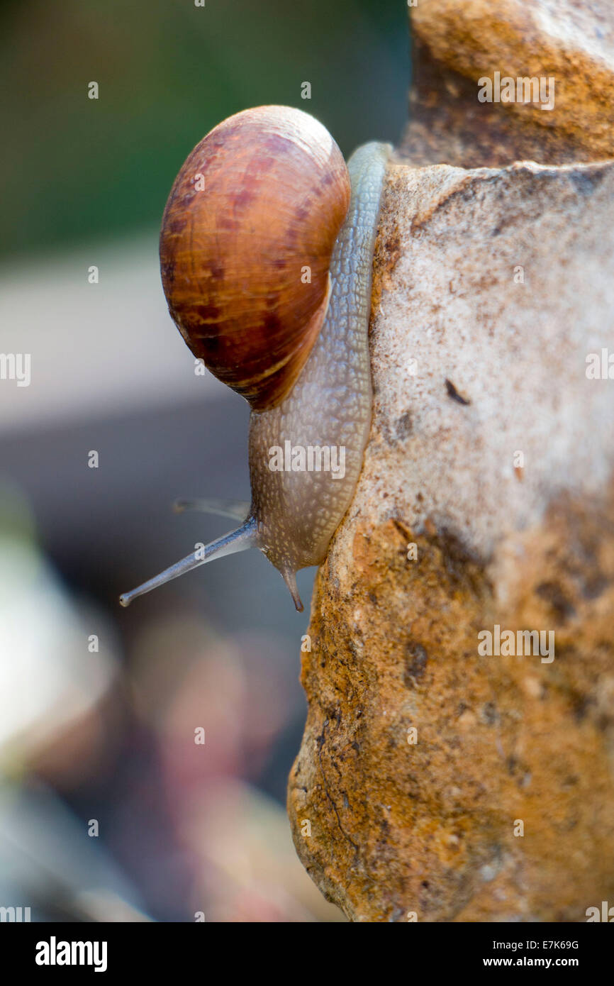 Shell garden hi-res stock photography and images - Alamy