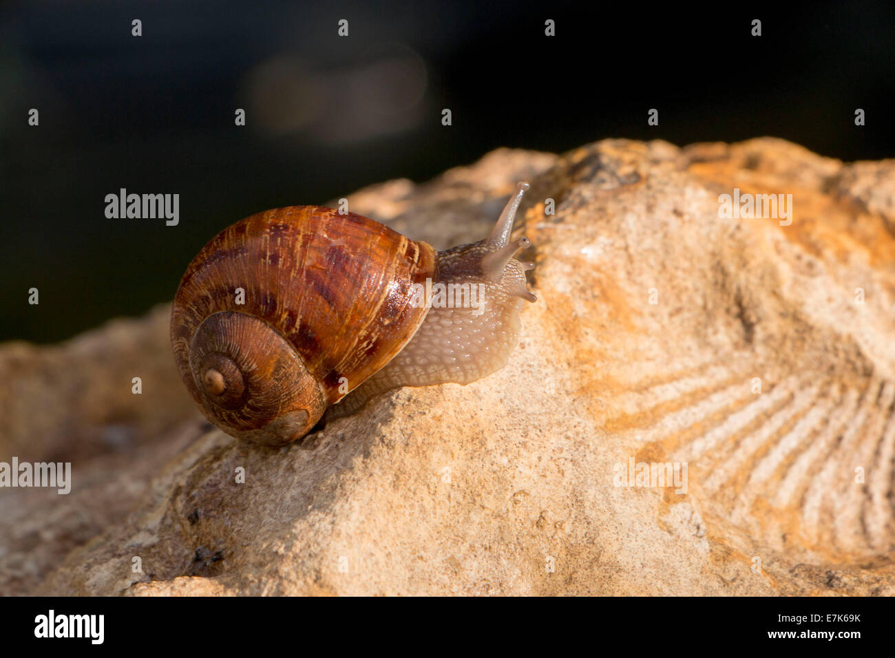 Garden snail on rock with shell fossil Stock Photo - Alamy