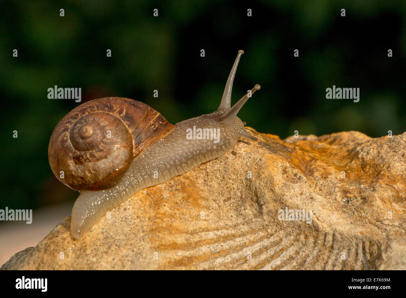 Garden snail on rock with shell fossil Stock Photo - Alamy