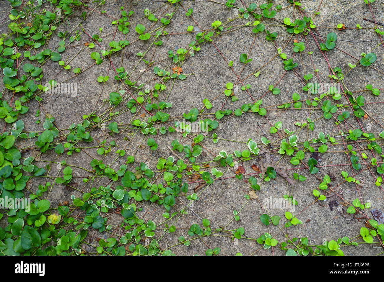 Crawling plants hi-res stock photography and images - Alamy