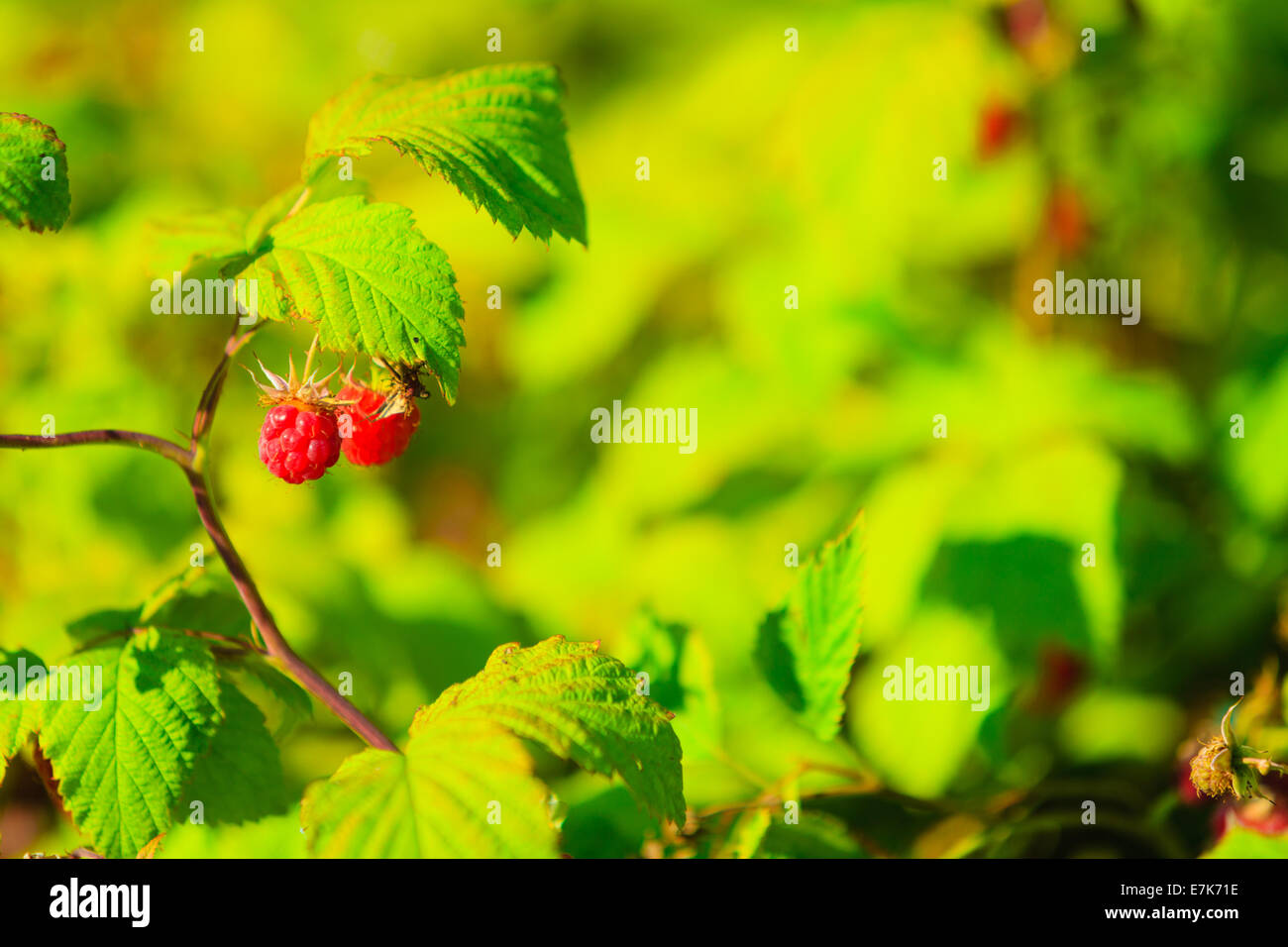 Forest raspberry ripe raspberries on a plant green background Stock ...