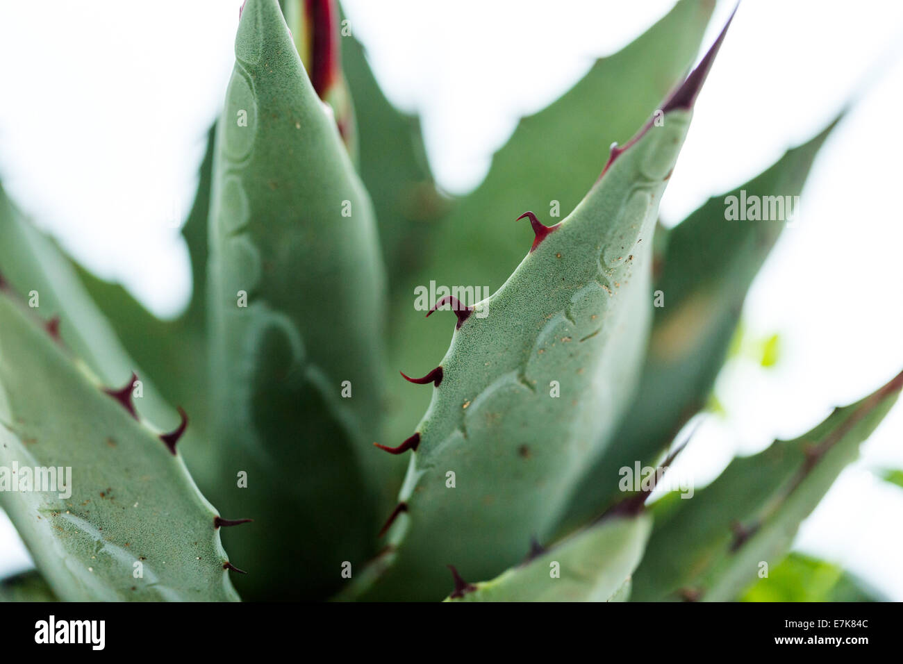 Small agave plant on a white background Stock Photo - Alamy