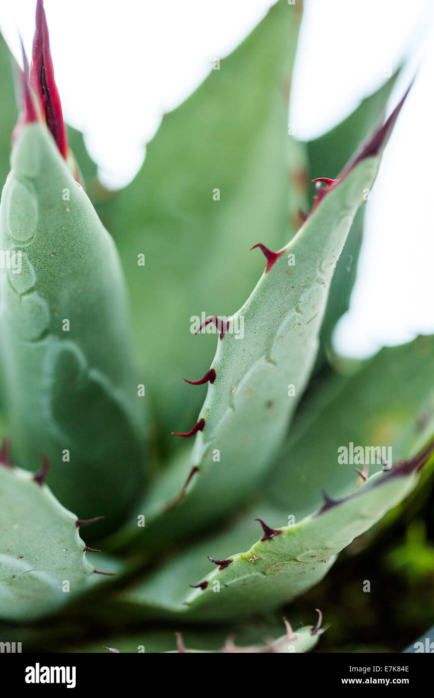 Small agave plant on a white background Stock Photo - Alamy
