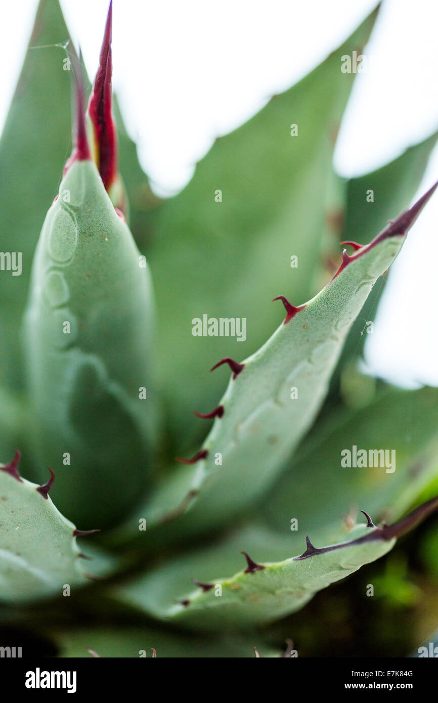 Small agave plant on a white background Stock Photo - Alamy
