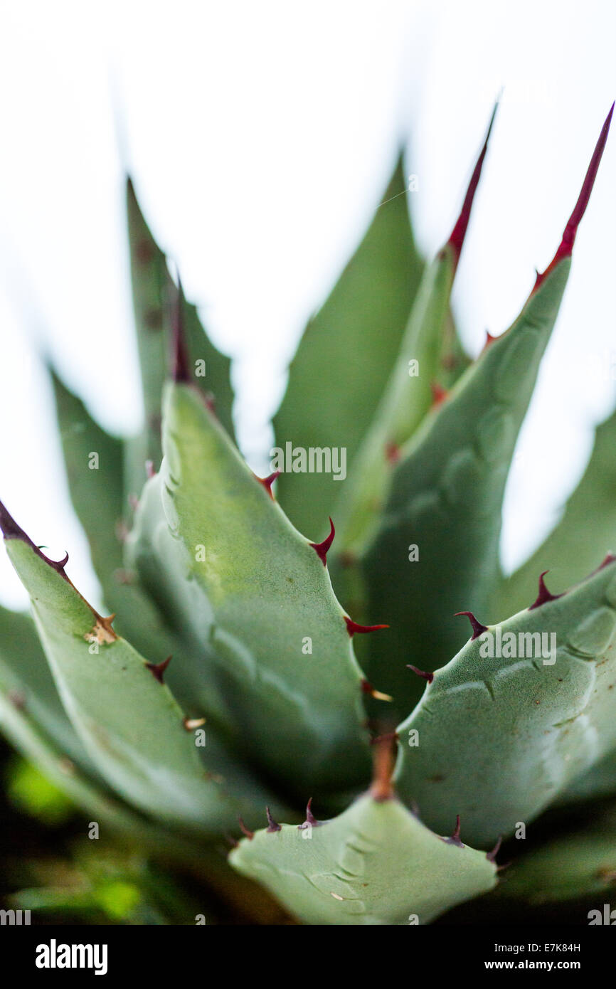Small agave plant on a white background Stock Photo - Alamy