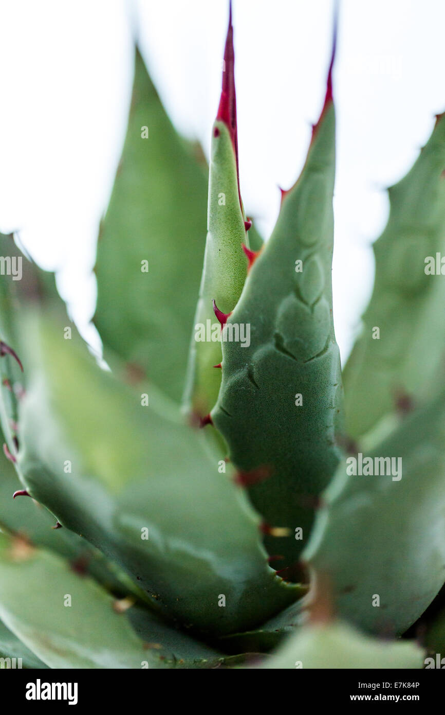 Small agave plant on a white background Stock Photo - Alamy