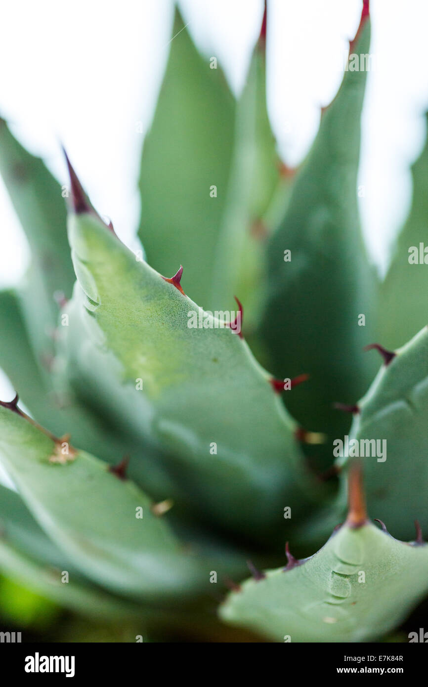 Small agave plant on a white background Stock Photo - Alamy