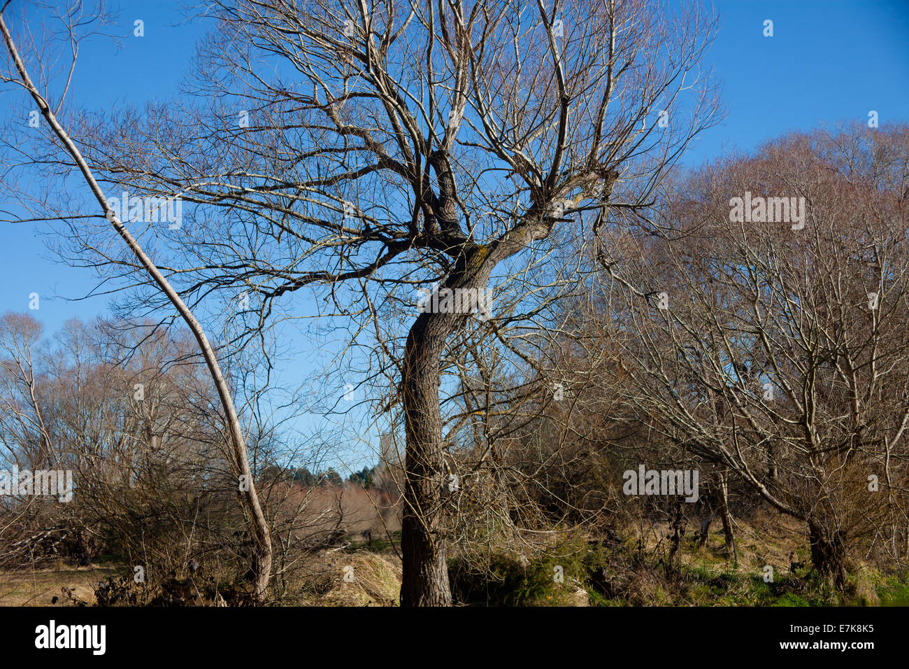 Trees by the riverside Stock Photo - Alamy