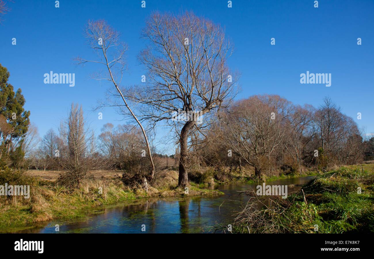 Trees by the riverside Stock Photo - Alamy
