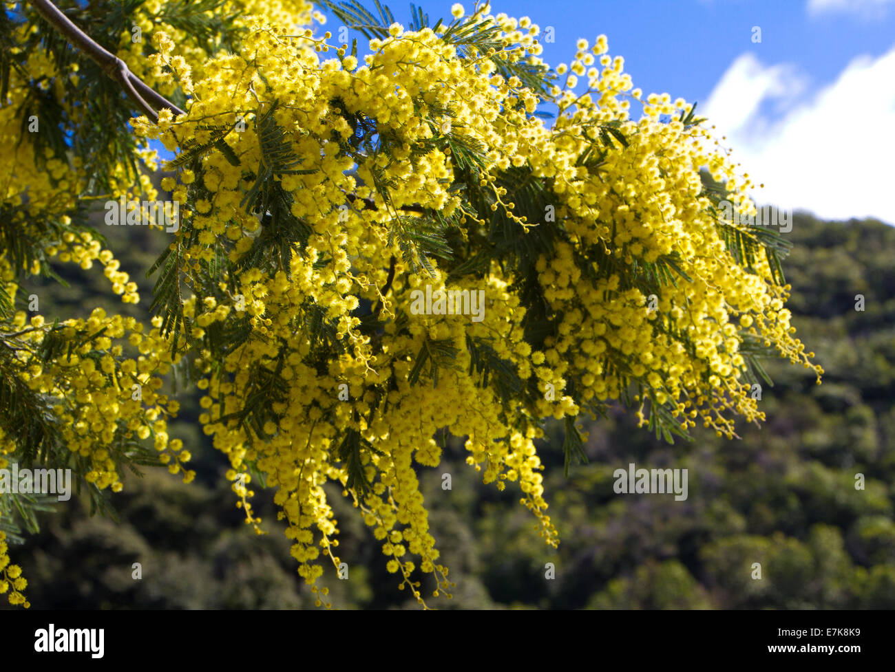 A Look at life in New Zealand: Acacia in bloom Stock Photo - Alamy