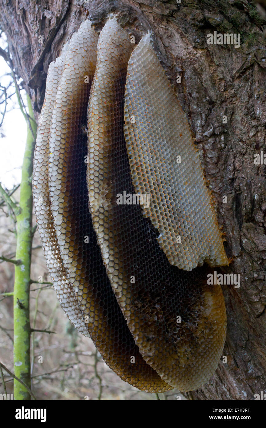 Bee's nest under tree branch Stock Photo - Alamy