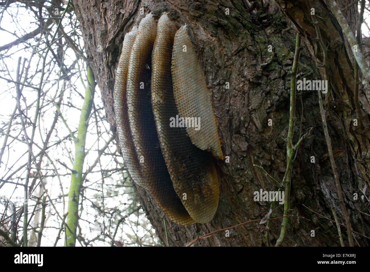 Bee's nest under tree branch Stock Photo - Alamy