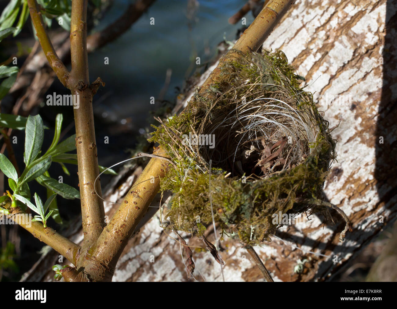 Bird's nest built using discarded fishing line Stock Photo - Alamy