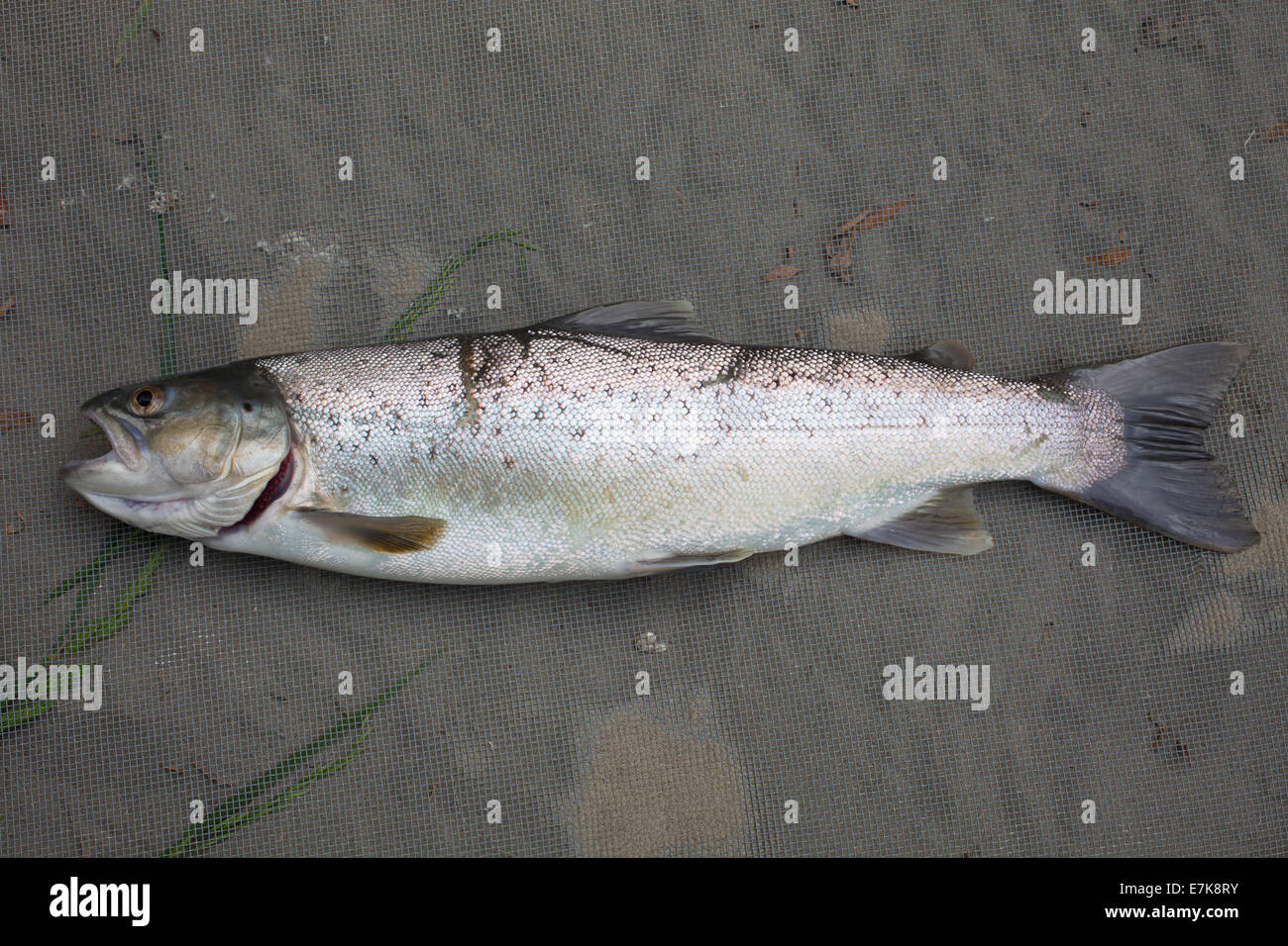 Sea run brown trout hi-res stock photography and images - Alamy