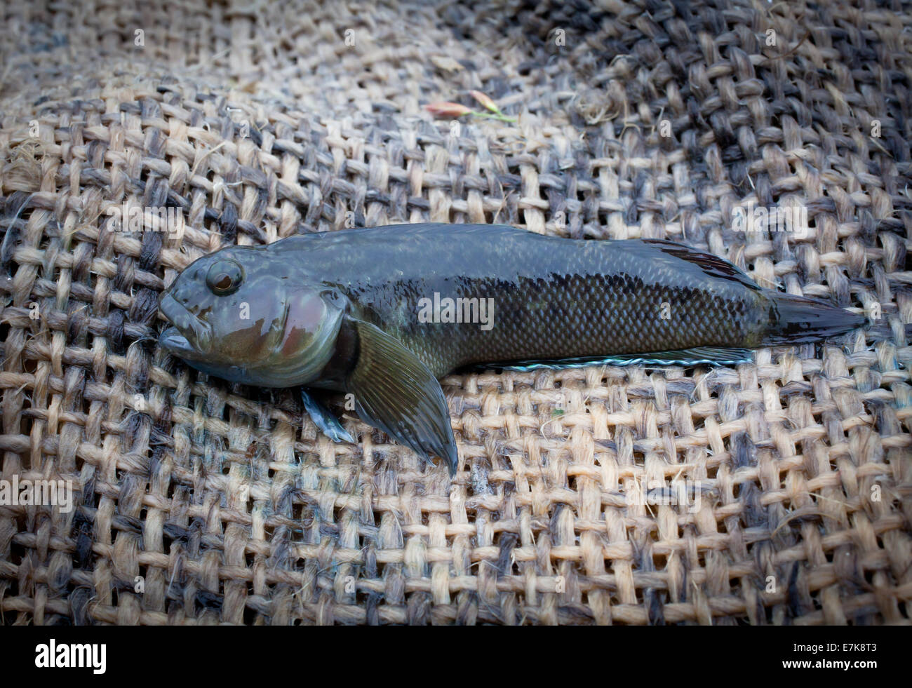 Tripterigion nigripenne hi-res stock photography and images - Alamy