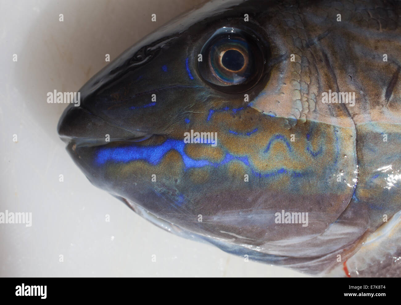 Greenbone fish hi-res stock photography and images - Alamy