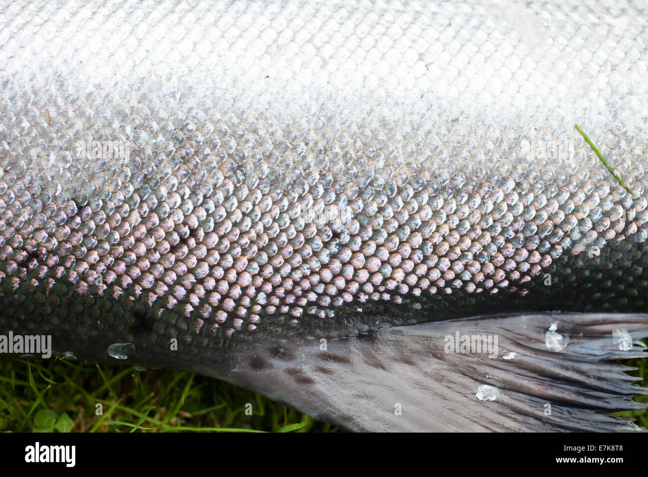 Chinook salmon fish scales hi-res stock photography and images - Alamy