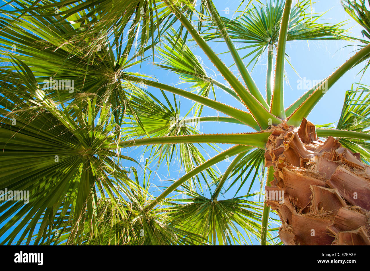 Bottom-up view of a beautiful palm tree with blue sunny sky Stock Photo ...