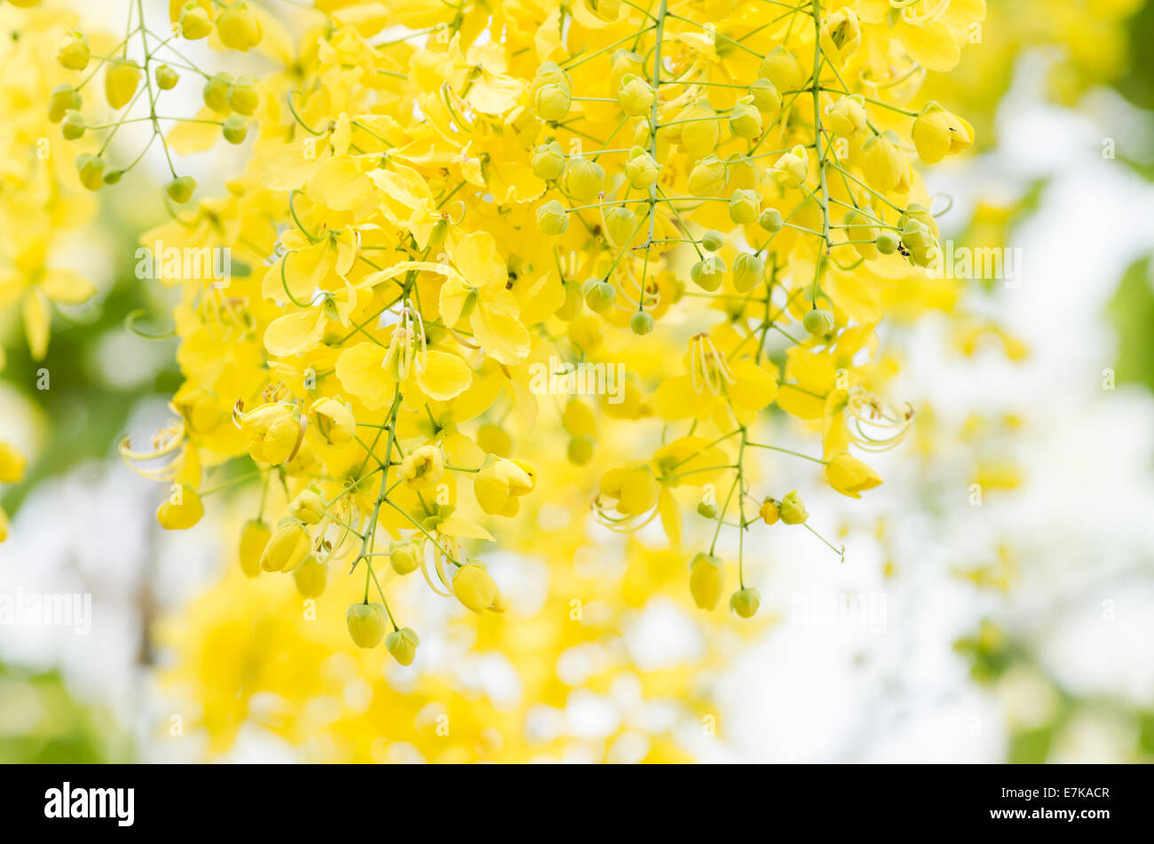 Golden shower flower hi-res stock photography and images - Alamy