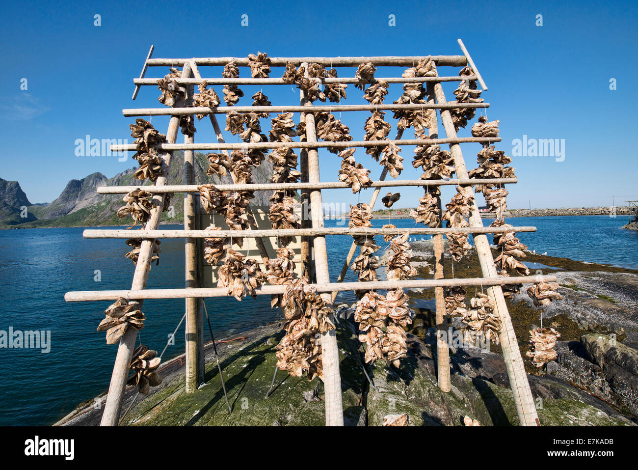 Fish heads drying on racks hi-res stock photography and images - Alamy